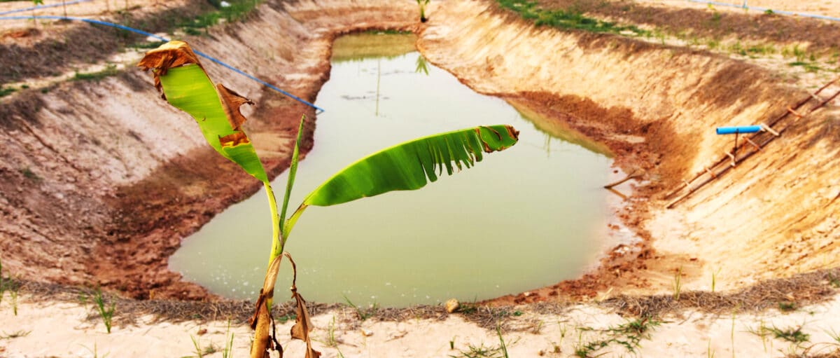 Blog | Permaculture Farm in Isaan, Thailand | Farang Farm